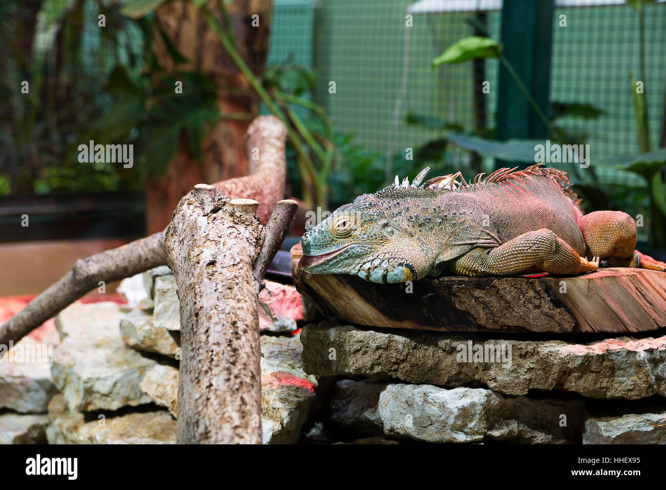 profile, single, isolated, closeup, tree, trees, animal, reptile, brown ...