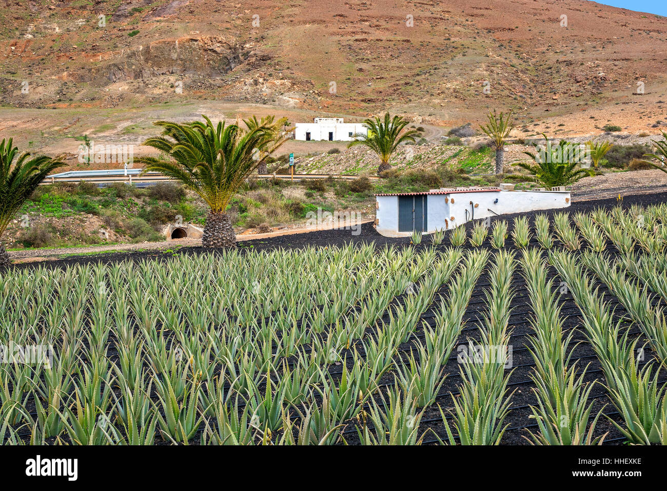 Aloe vera farm hi-res stock photography and images - Alamy