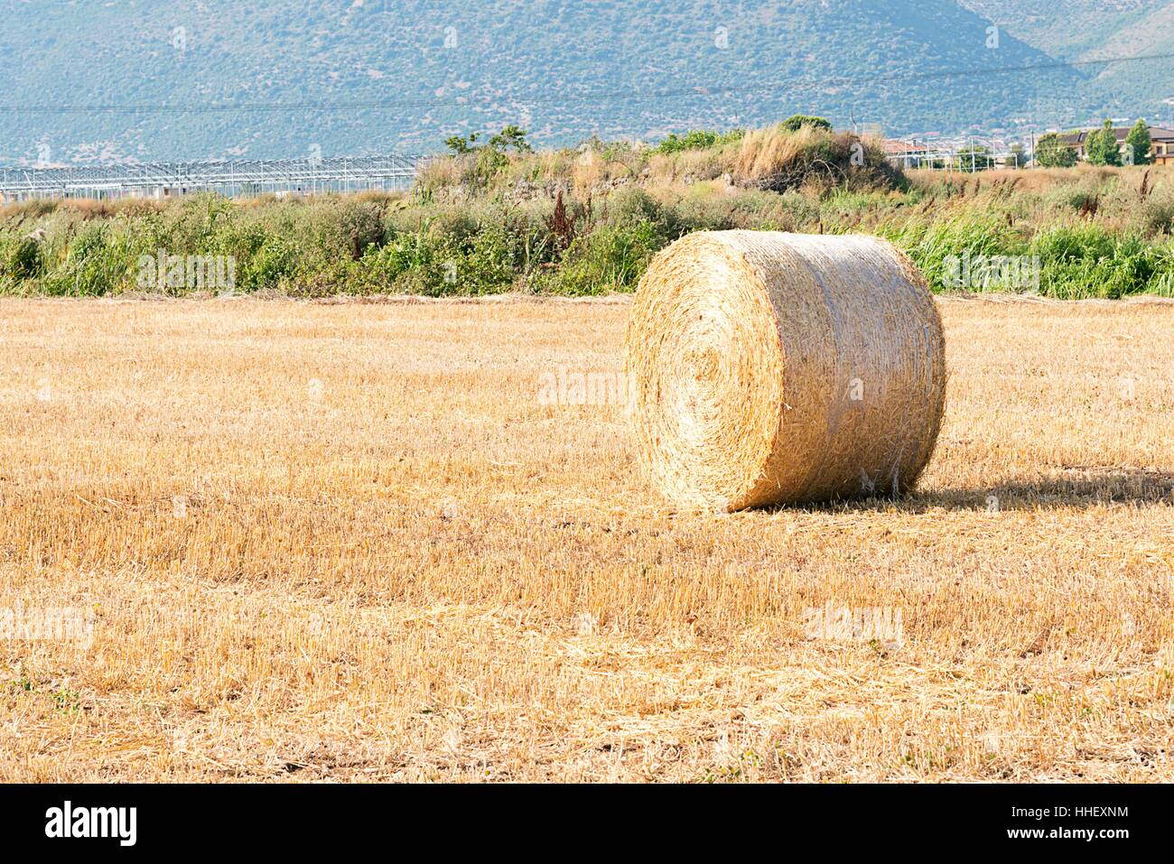 agriculture, farming, field, grain, fields, hay, cereal, food, aliment ...