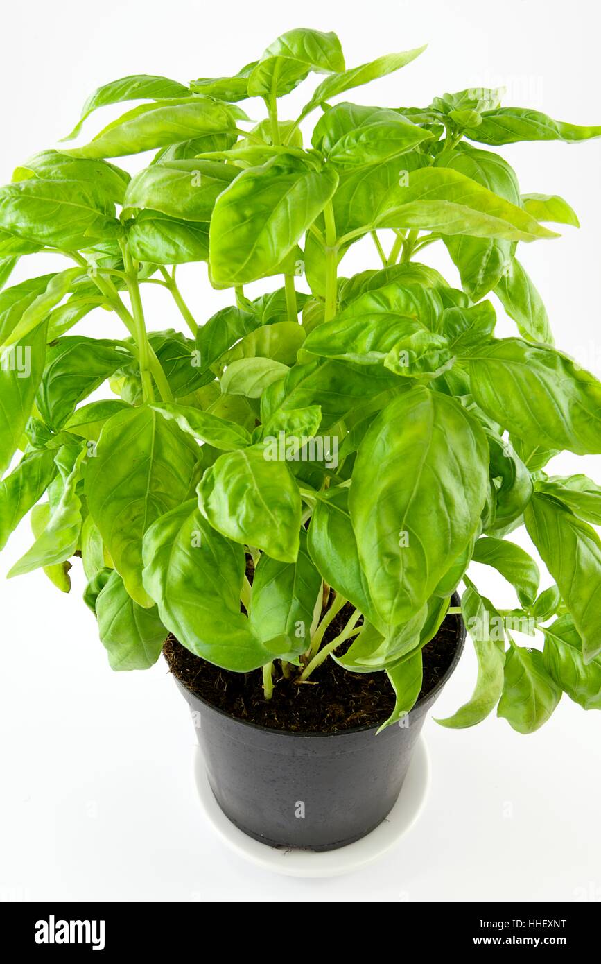 spice, aromatic, spicy, basil, herb, plant, food, aliment, leaf, health ...