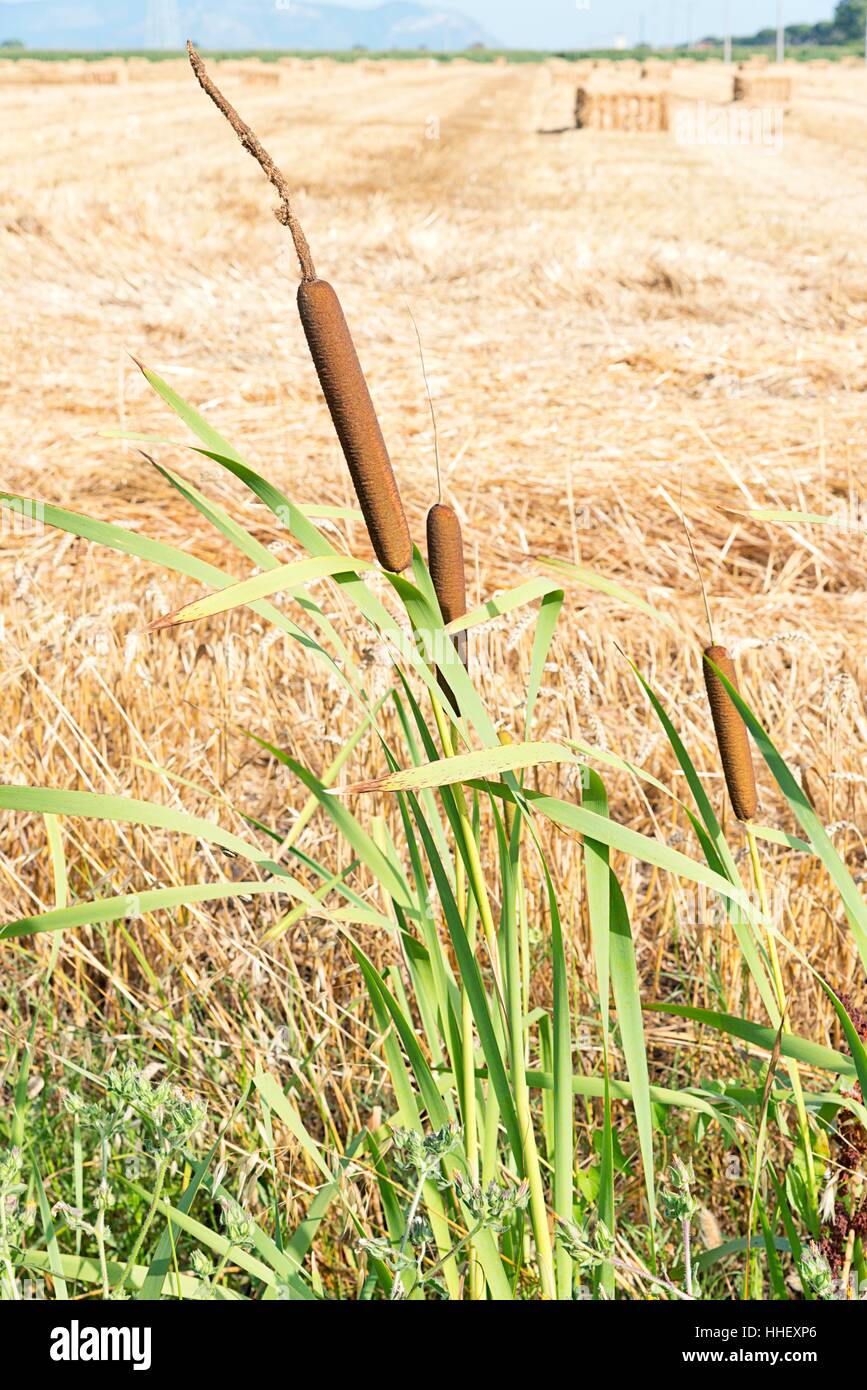 agriculture, farming, reed, reeds, nature, tree, wild, strong, swamp ...