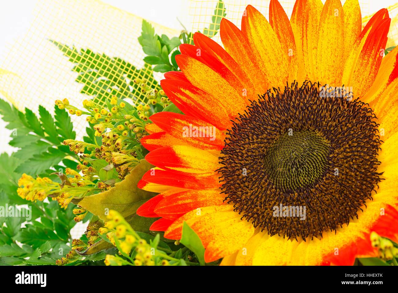 Ferns and sunflowers hi-res stock photography and images - Alamy
