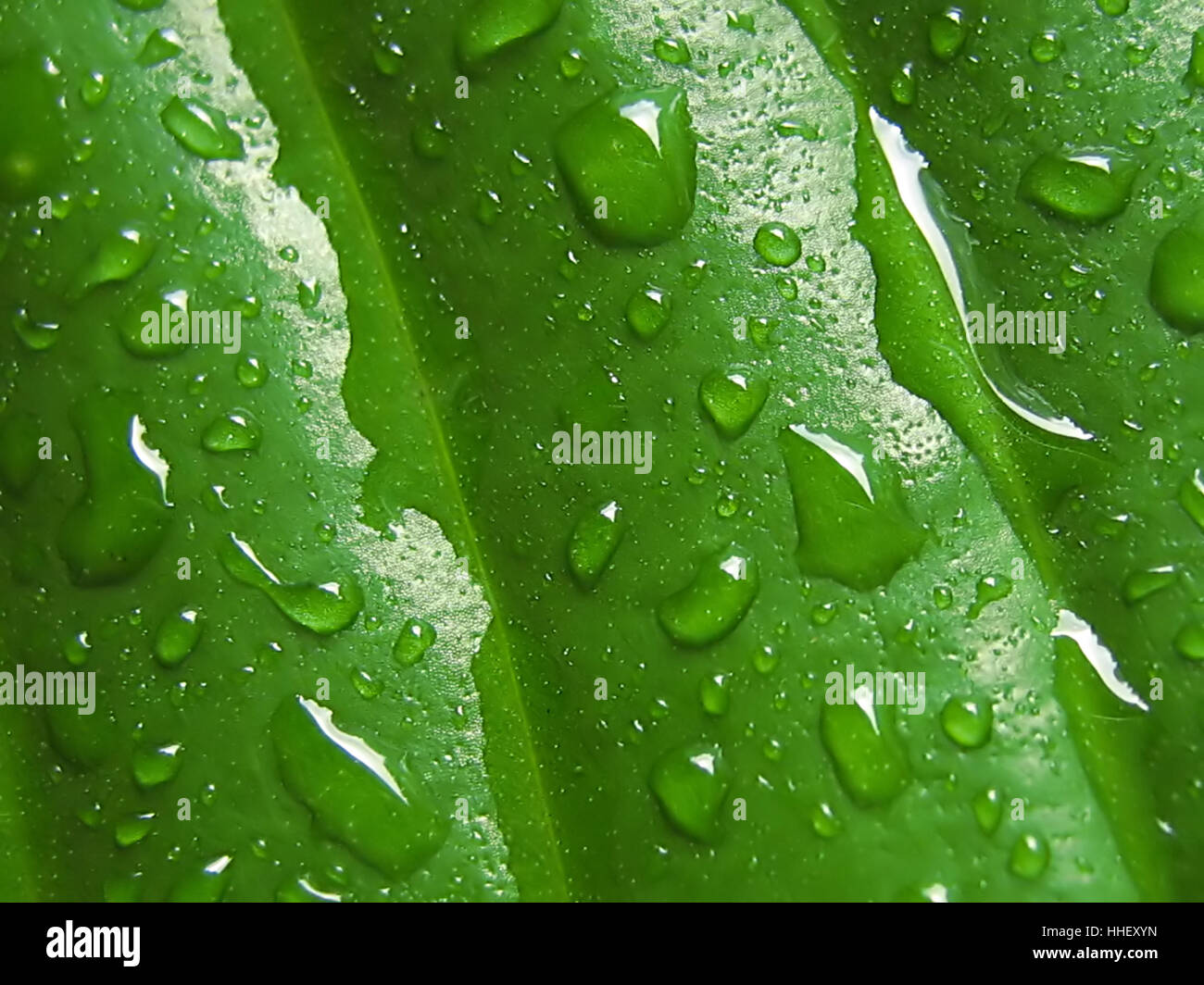 A photograph of leaves detailing their texture Stock Photo - Alamy