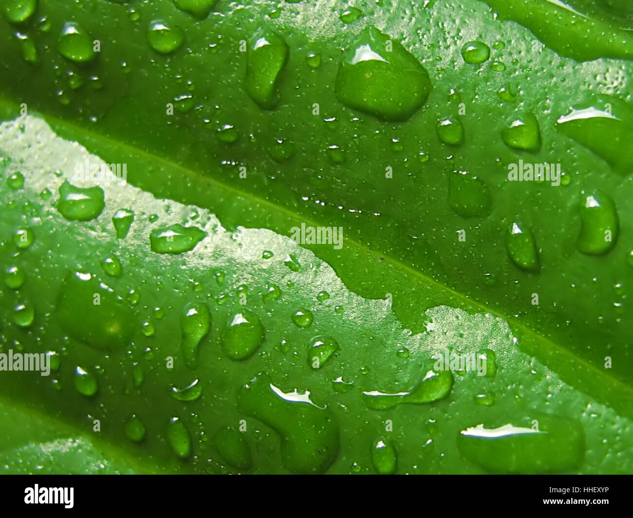 A photograph of leaves detailing their texture Stock Photo - Alamy