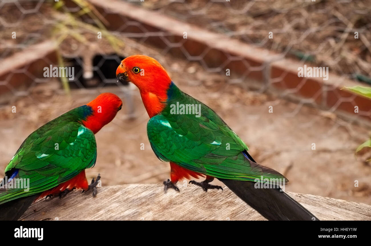 colour, bird, green, male, masculine, coloured, colourful, gorgeous ...