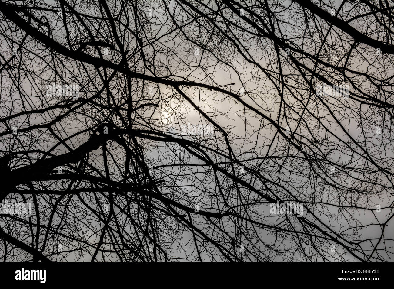 Branches with spider web hi-res stock photography and images - Alamy