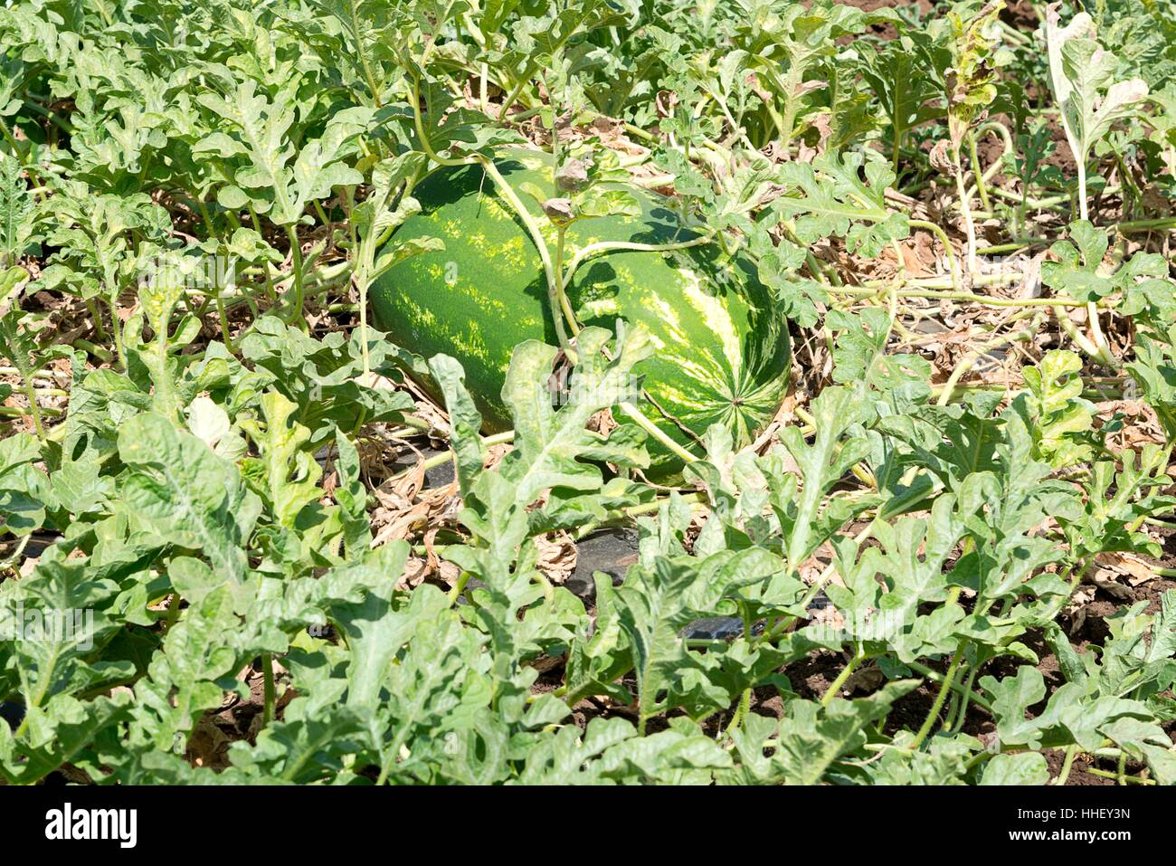 agriculture, farming, field, fruit, cultivation, watermelon, plant ...