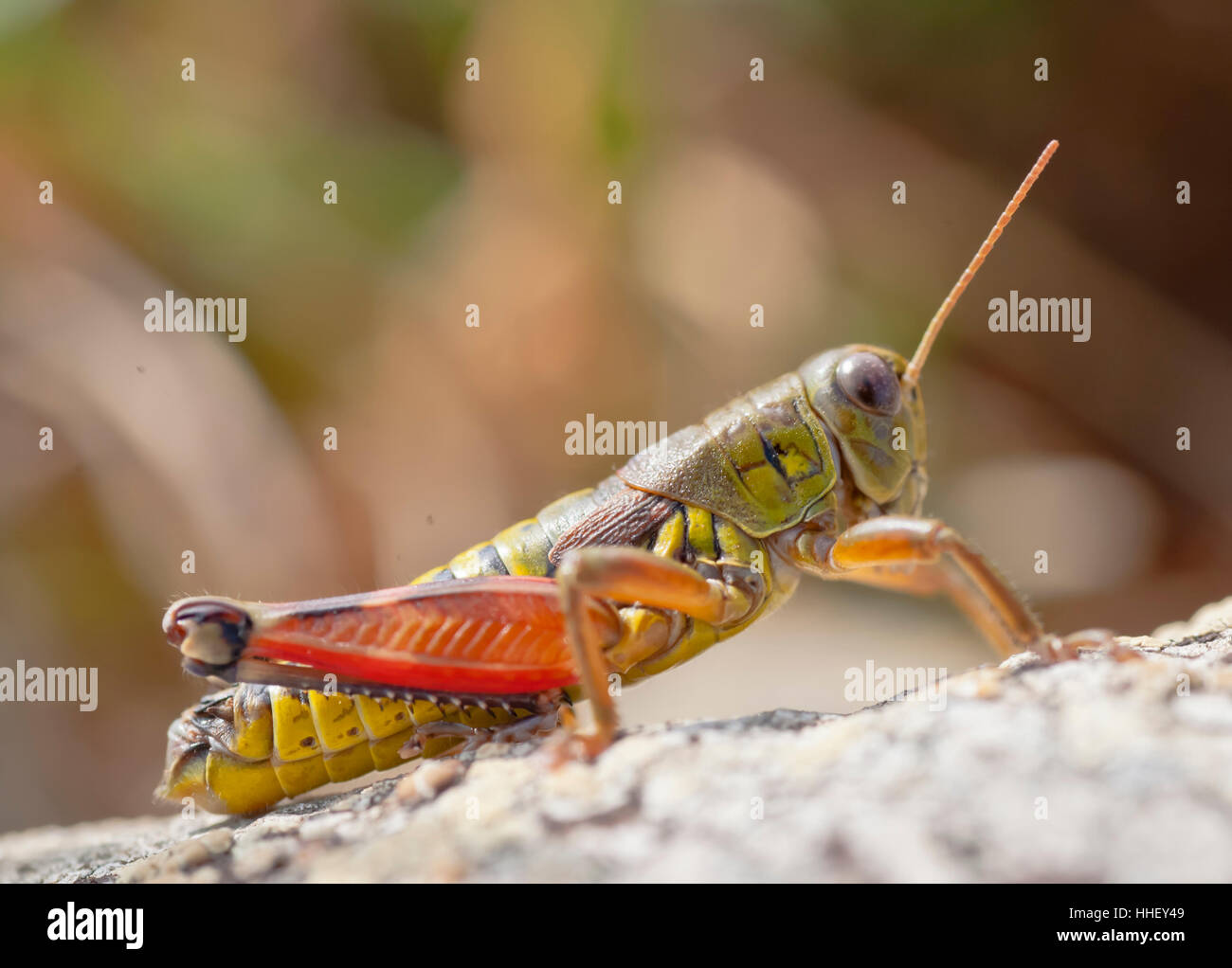 colour, insect, grasshopper, globe, planet, earth, world, color ...