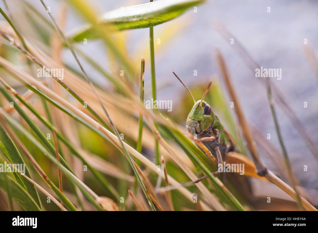 colour, insect, grasshopper, globe, planet, earth, world, color ...
