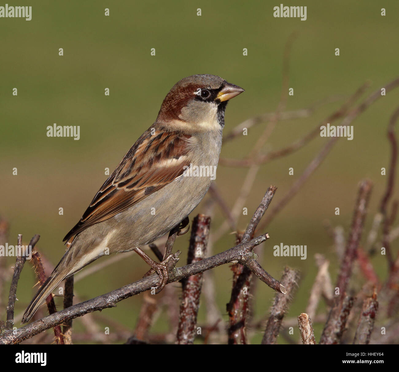House sparrow, Passer domesticus sitting in busch Stock Photo - Alamy