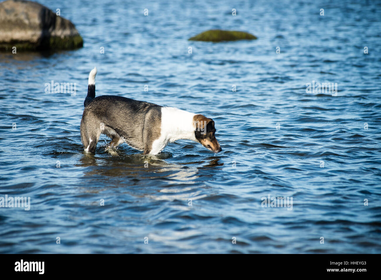 happy dog is playing in the water with blue waves Stock Photo - Alamy