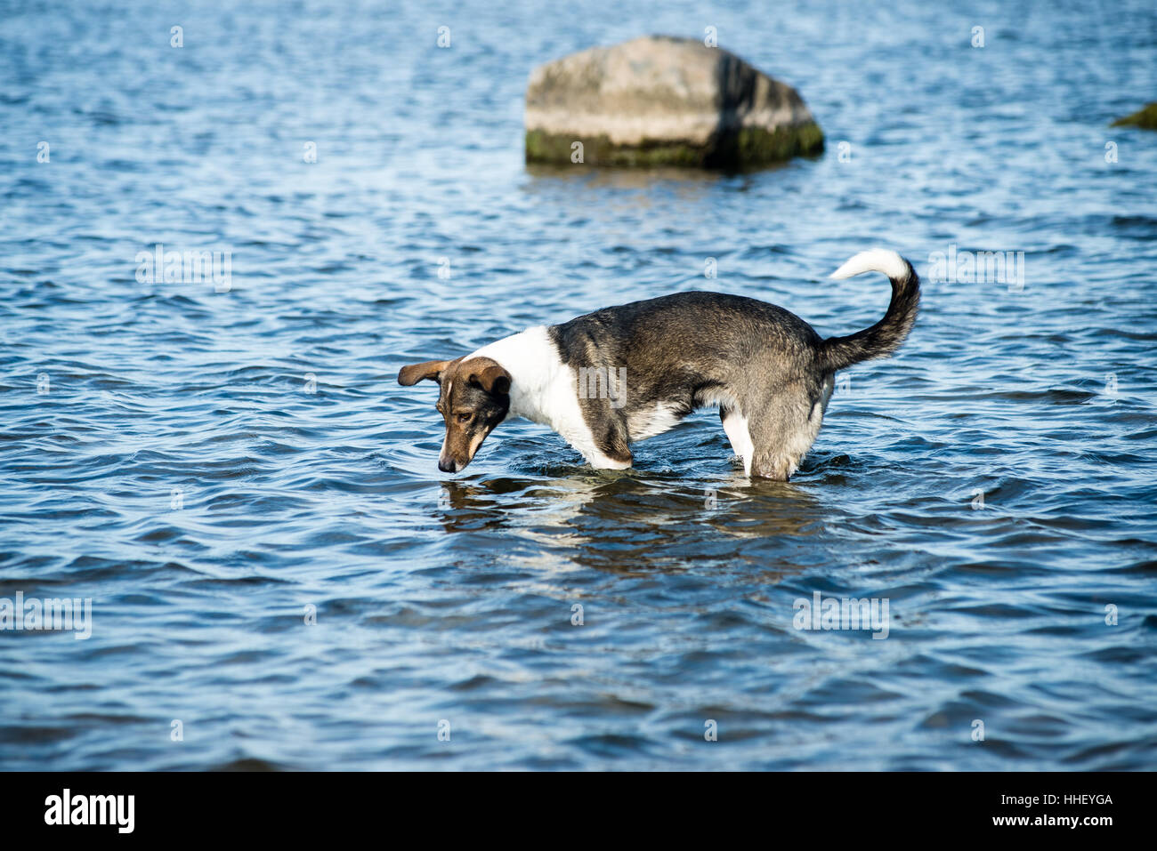 happy dog is playing in the water with blue waves Stock Photo - Alamy