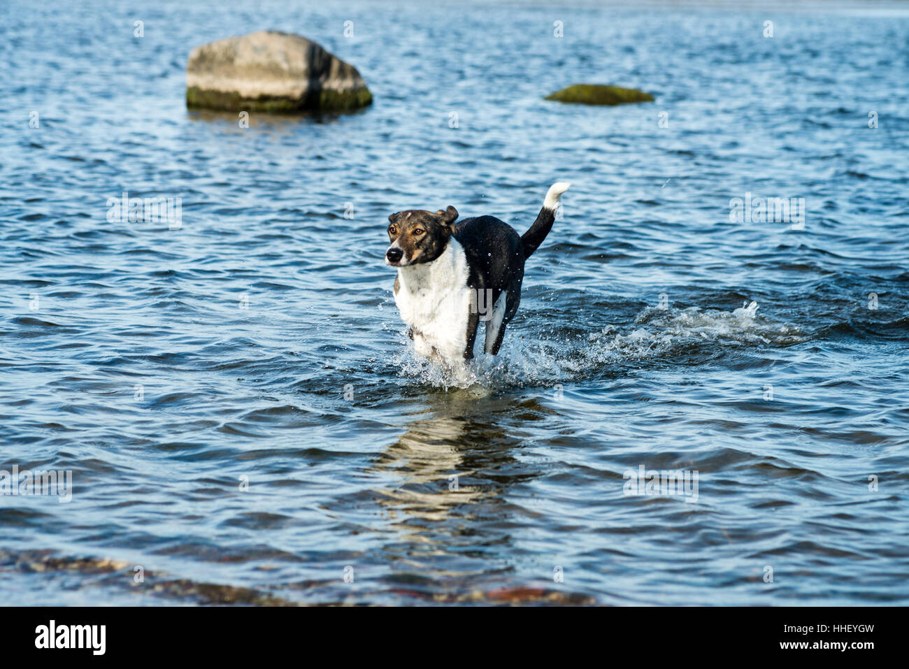 happy dog is playing in the water with blue waves Stock Photo - Alamy