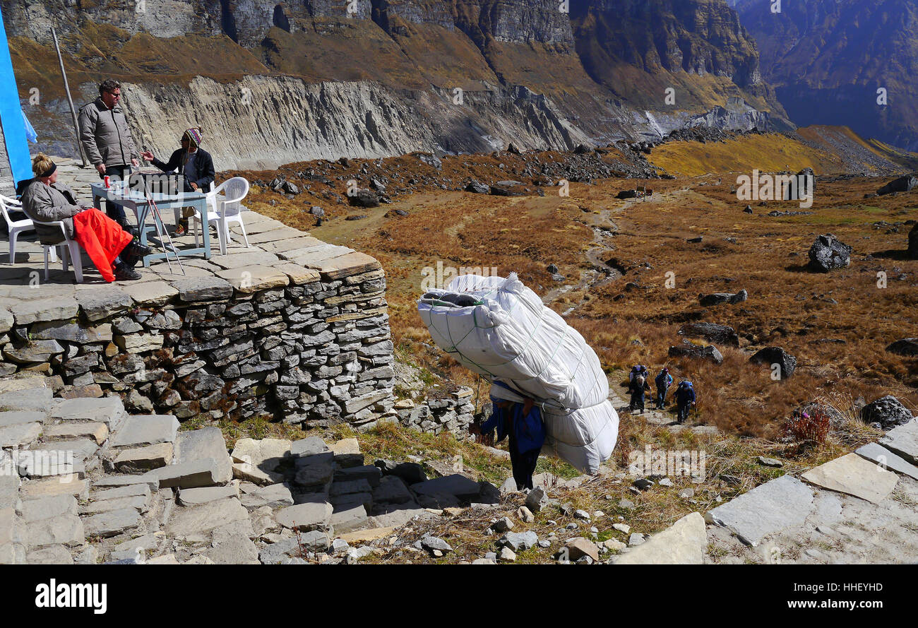 Male Nepalese Porter Carrying Very Large Load into Annapurna Base Camp ...