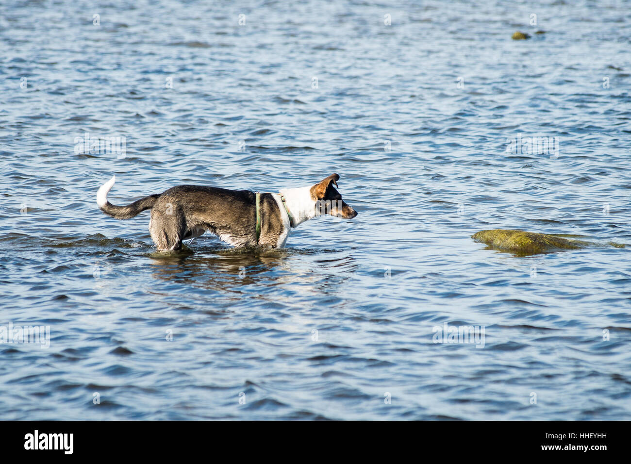 happy dog is playing in the water with blue waves Stock Photo - Alamy