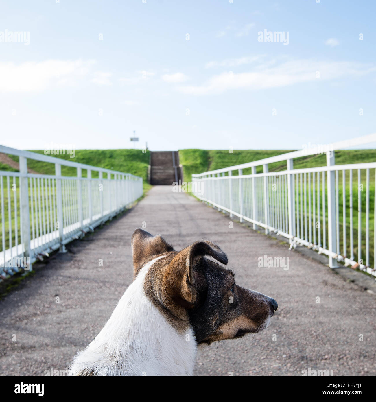 Happy dog looking direction hi-res stock photography and images - Alamy