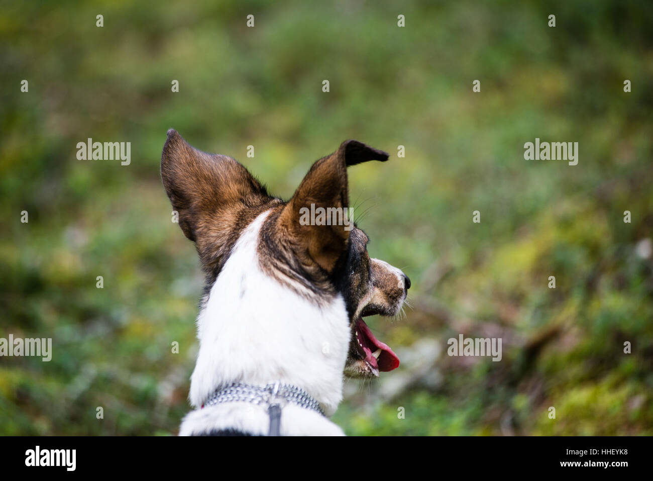 Happy dog looking direction hi-res stock photography and images - Alamy