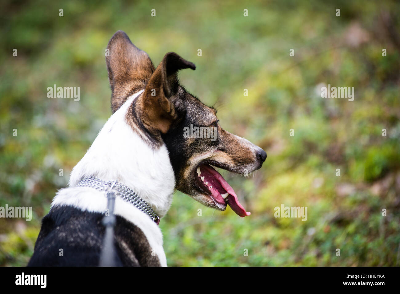 happy dog is looking for direction in forest on blur background Stock ...