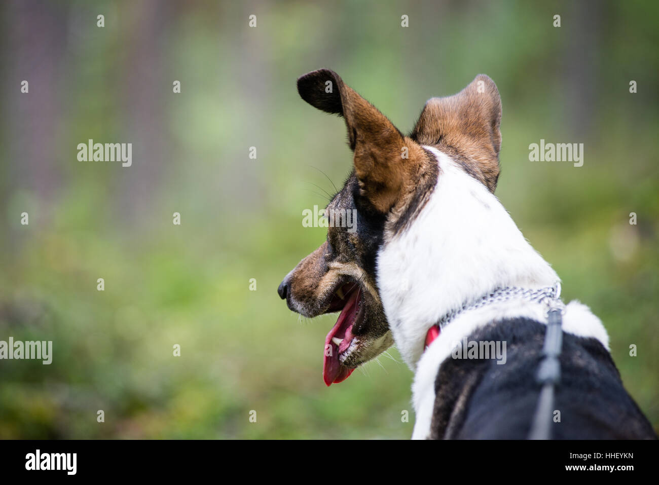 Happy dog looking direction hi-res stock photography and images - Alamy