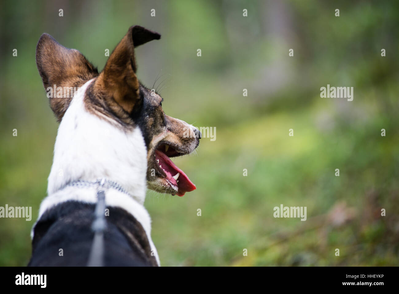 Happy dog looking direction hi-res stock photography and images - Alamy