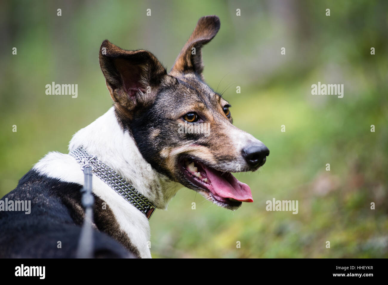 Happy dog looking direction hi-res stock photography and images - Alamy