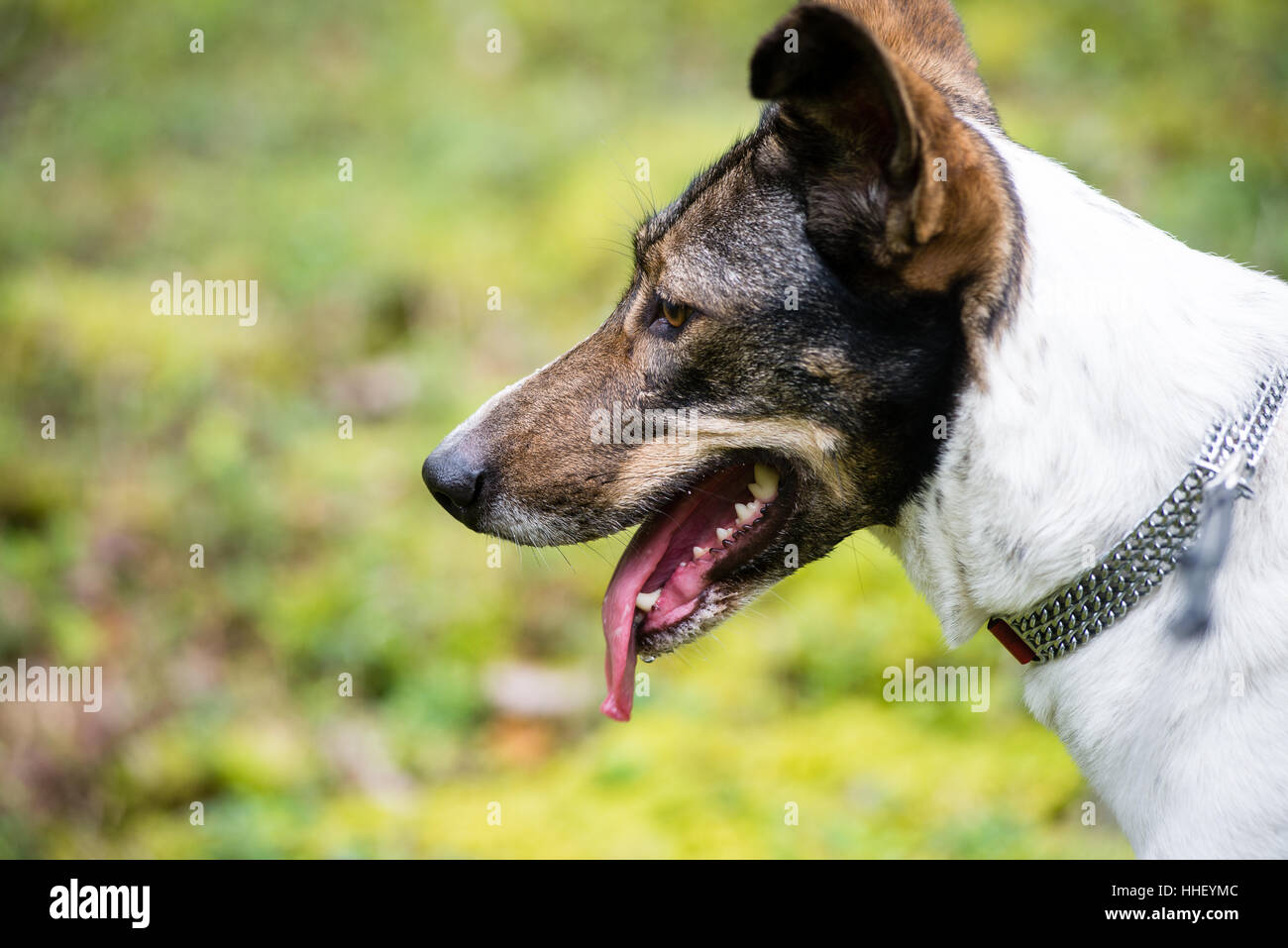 Happy dog looking direction hi-res stock photography and images - Alamy