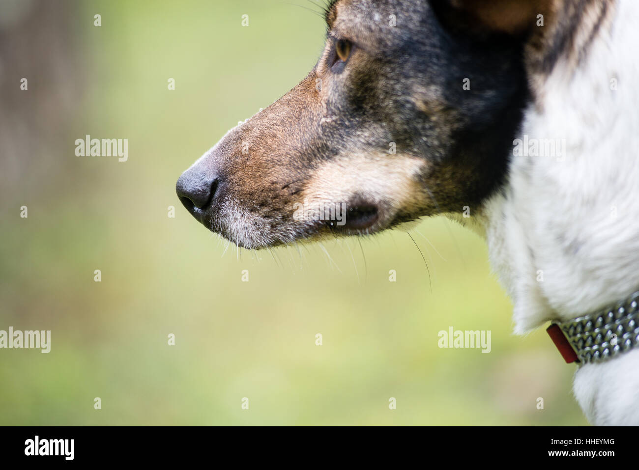 Happy dog looking direction hi-res stock photography and images - Alamy