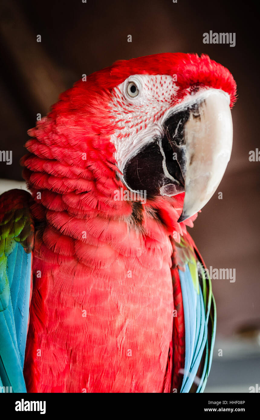 Red Parrot Macaw Stock Photo - Alamy