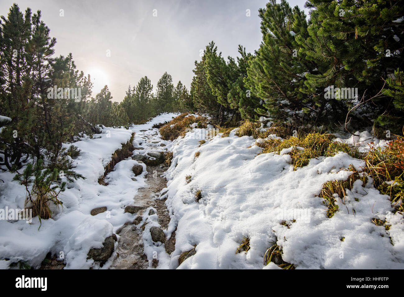 cold day in the snowy winter forest with fog and frost Stock Photo - Alamy