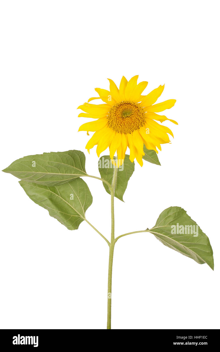 Beautiful yellow sunflower facing the upper hand isolated on white ...
