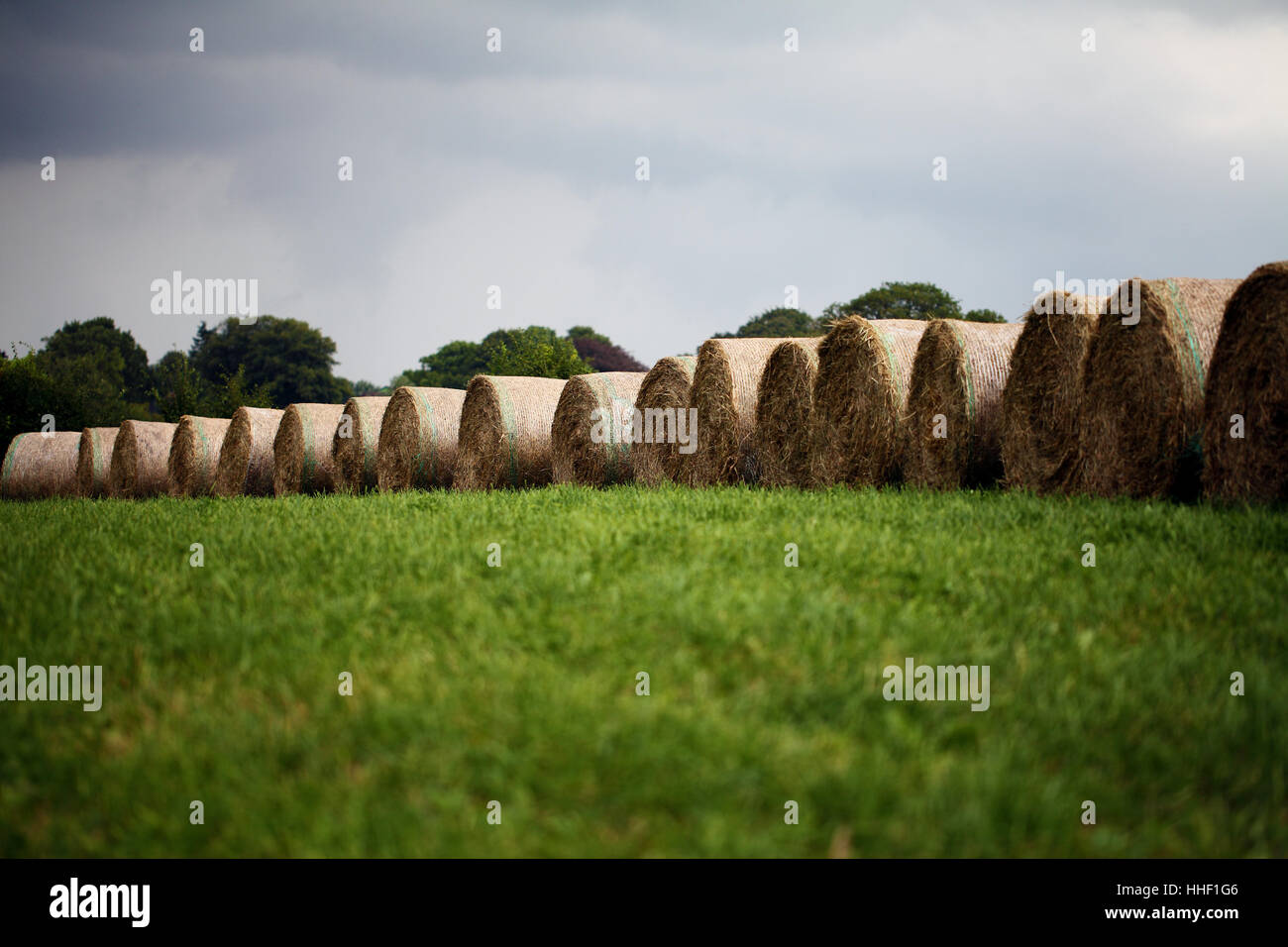 agriculture, farming, field, summer, summerly, grain, acre, wheat, corn ...