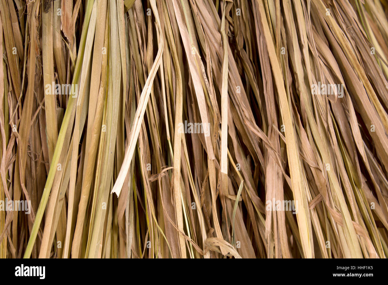Background of dry reeds. The roof close-up Stock Photo - Alamy
