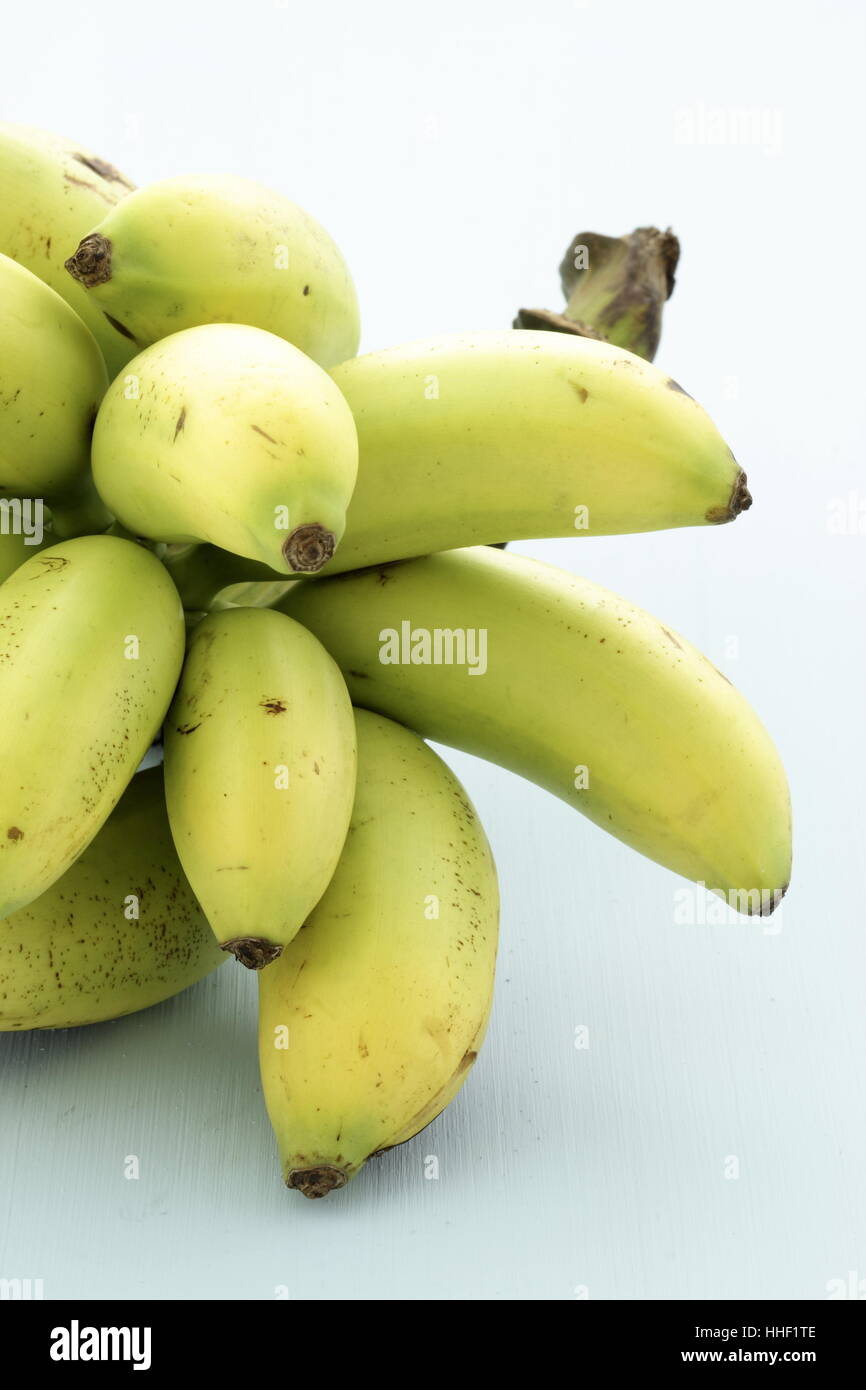 Organic delicious sweet miniature bananas with firm and creamy flesh ...