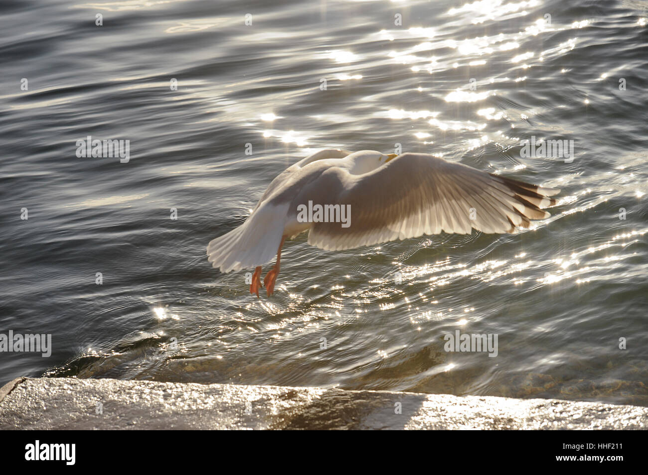 Seagull taking flight Stock Photo - Alamy