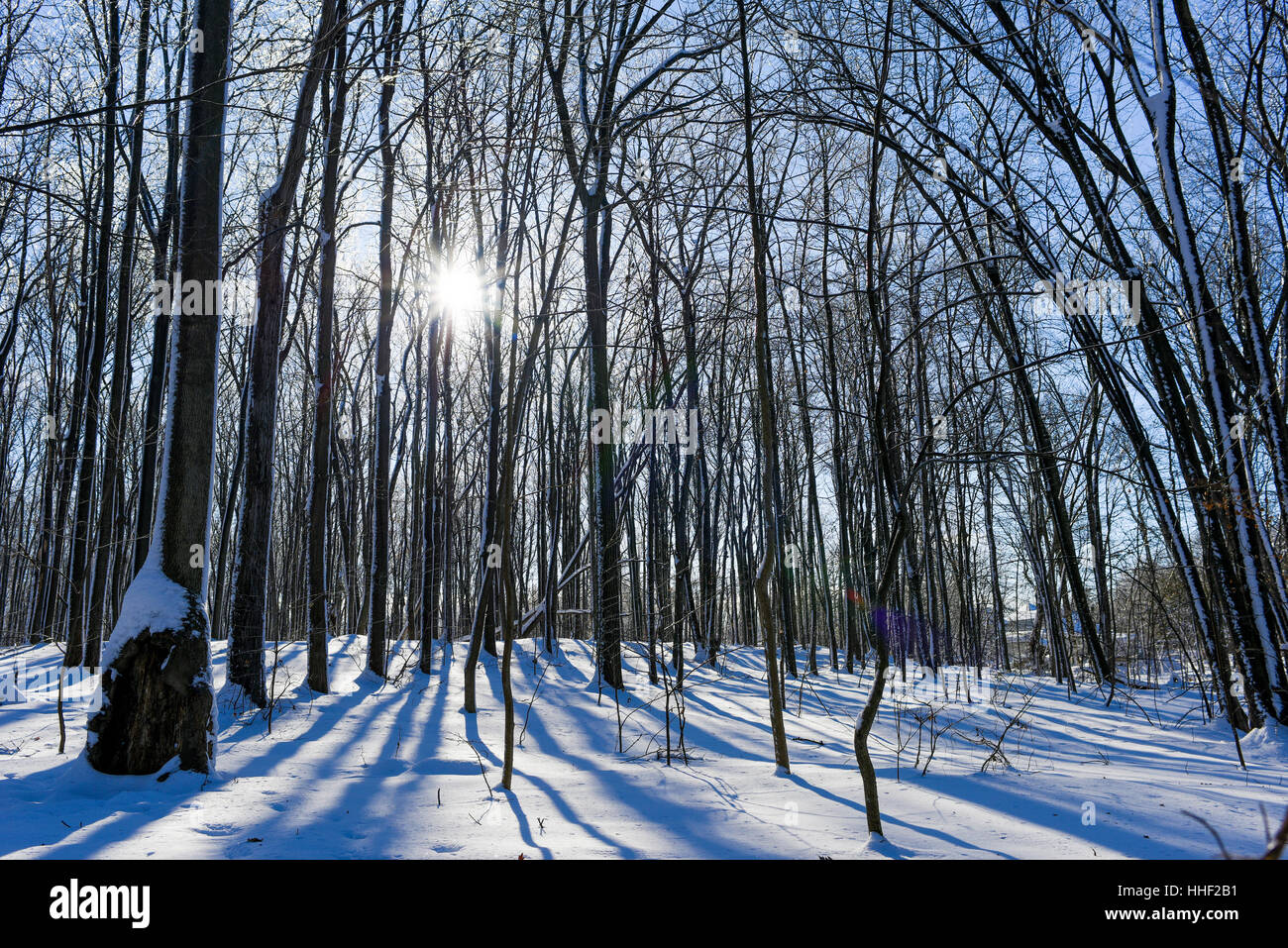 Snow in the forest in natural light Stock Photo - Alamy