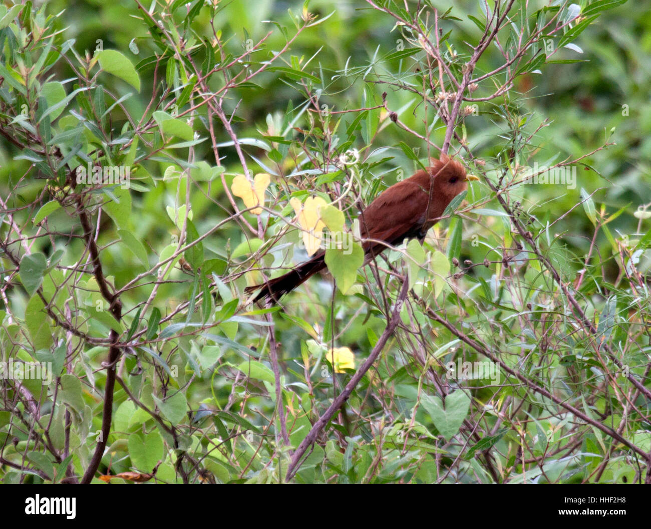 Little cuckoo in shrub in the Cerrado of Brazil Stock Photo - Alamy