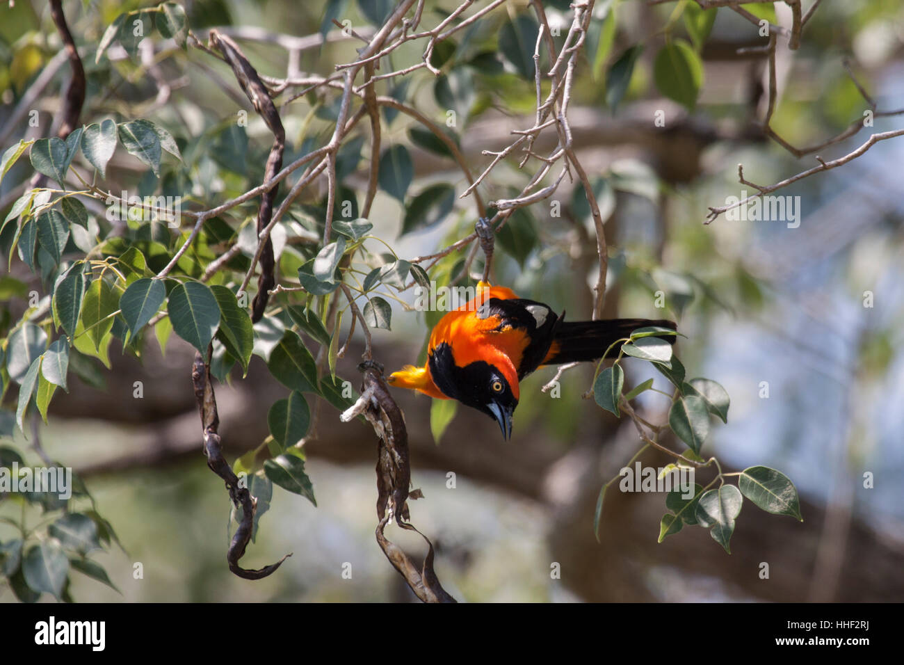 Troupials hi-res stock photography and images - Alamy