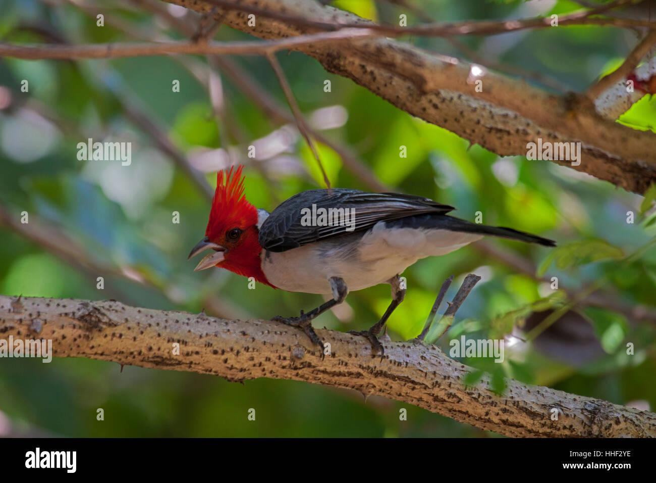 Cardinal crest hi-res stock photography and images - Alamy