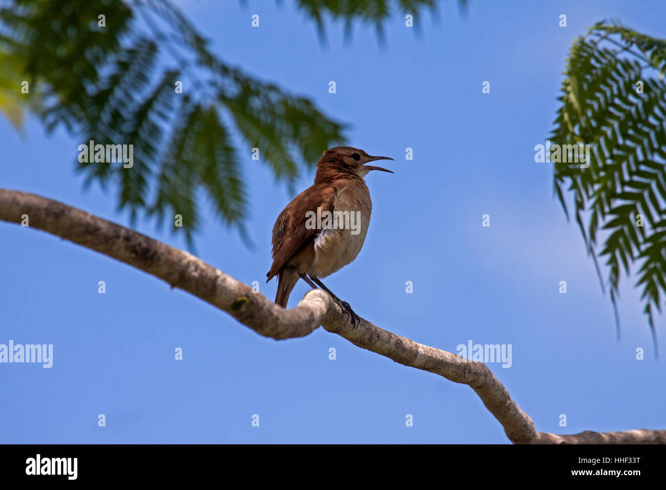 Rufous hornero singing from branch of tree in Brazil Stock Photo - Alamy