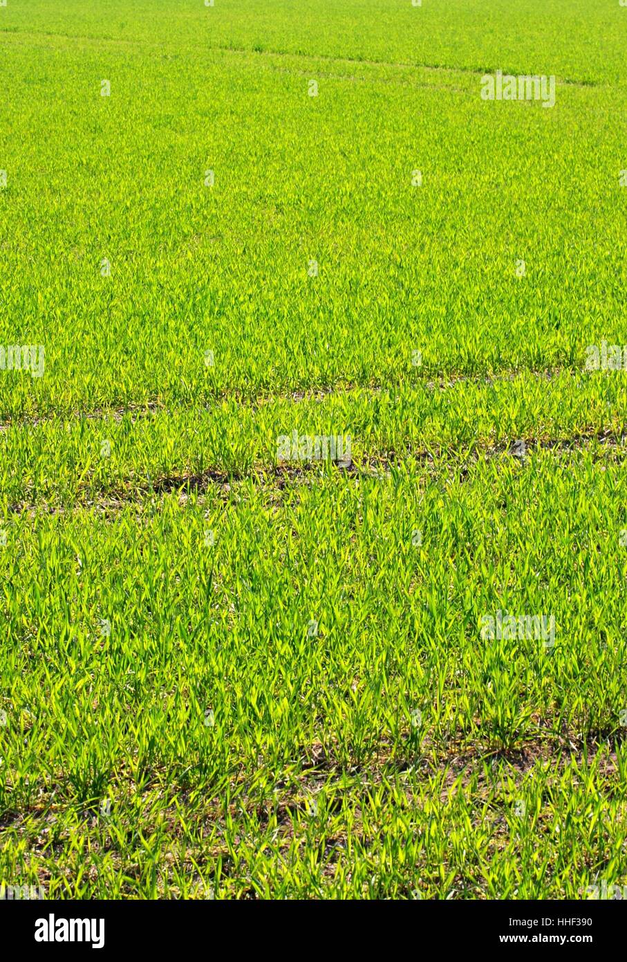 agriculture, farming, field, spring, wheat, lawn, green, fresh, nature ...