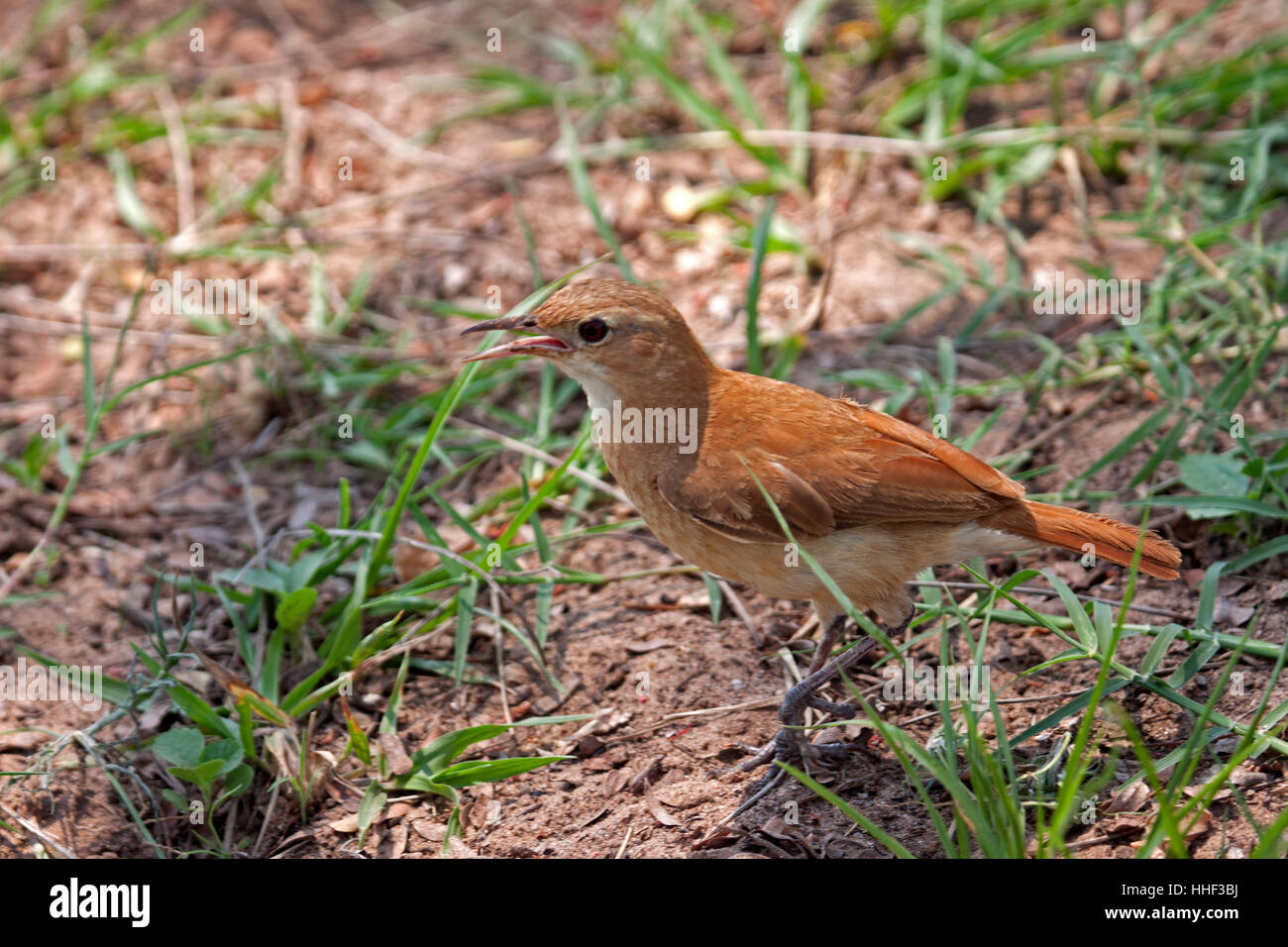 Rufous hornero, furnarius rufus hi-res stock photography and images - Alamy