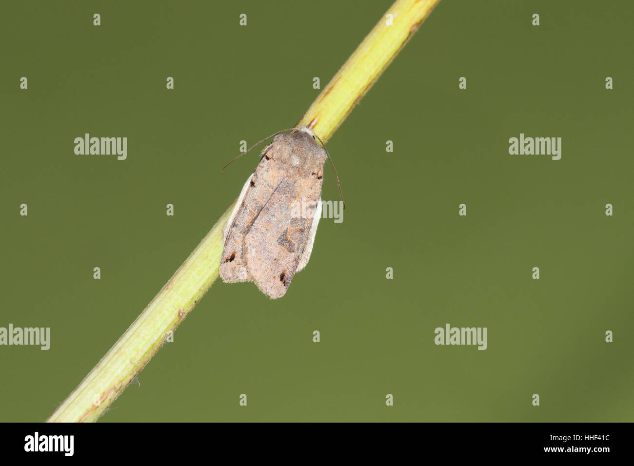 Brown-spot Pinion (Agrochola litura) moth perched on a plant stem ...
