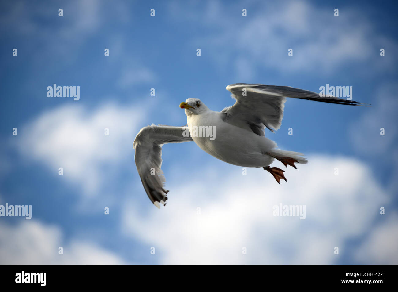 aerial perspective, flight, bird, birds, wing, volplane, observer ...