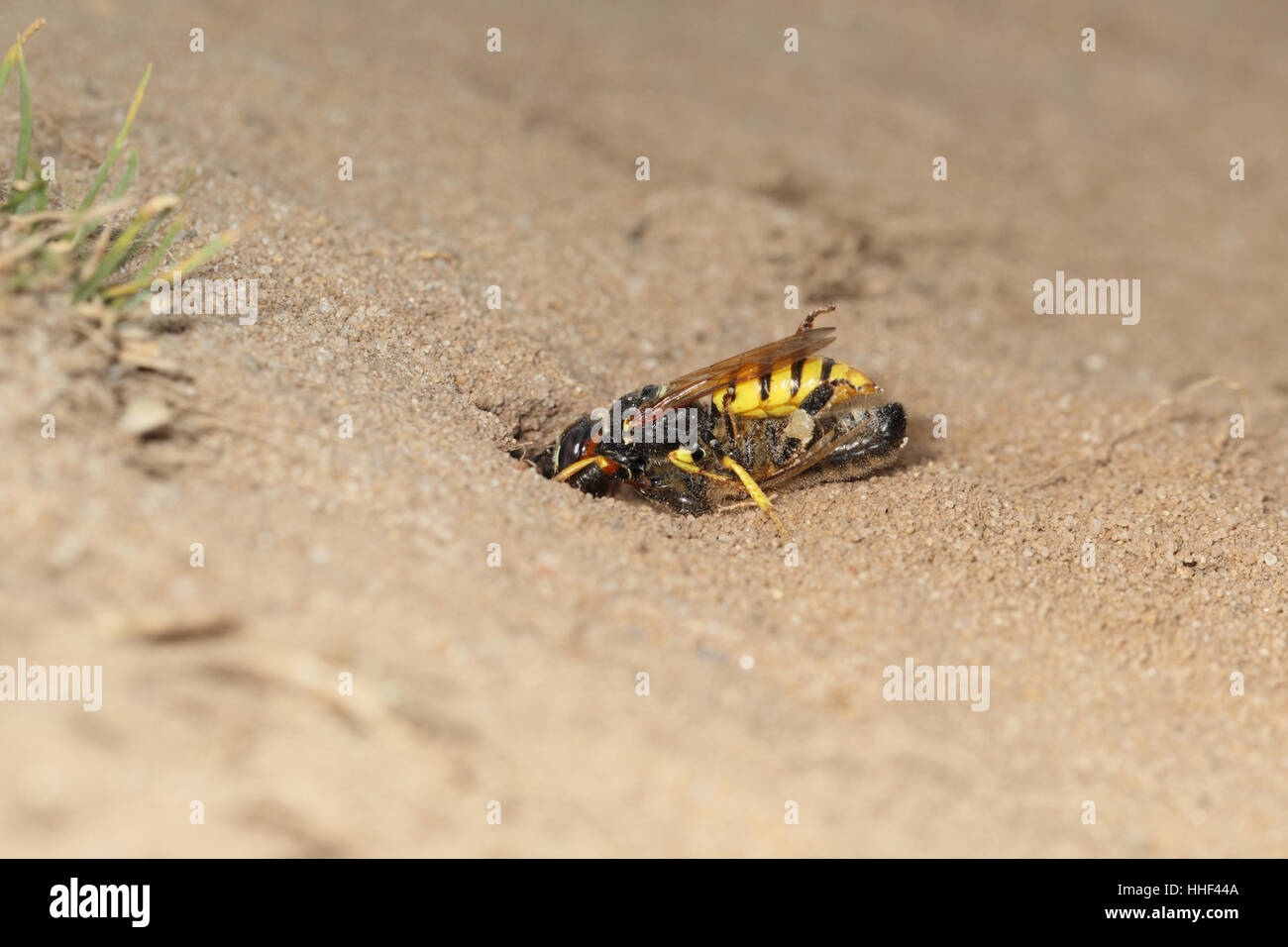 European Beewolf (Philanthus triangulum), flying with honeybee prey, on ...