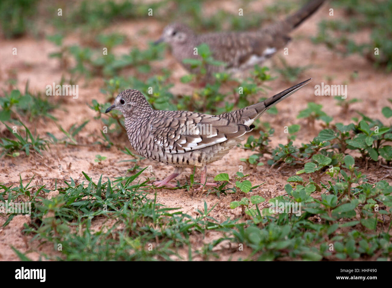 Scaled doves hi-res stock photography and images - Alamy