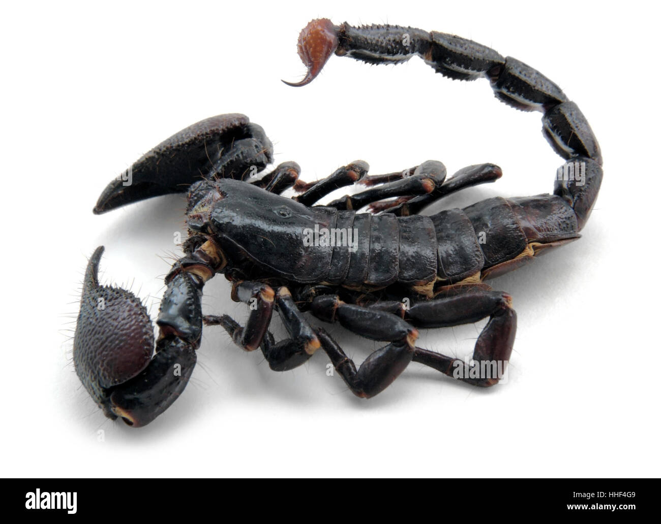 danger, optional, risk, animal, insect, wild, spider, fear, exotic ...