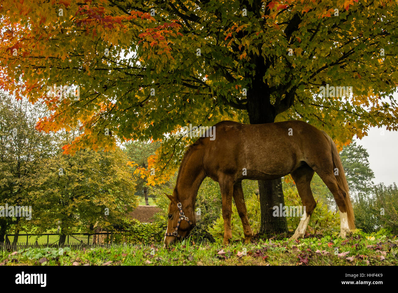 Equestrian tranquility hi-res stock photography and images - Alamy