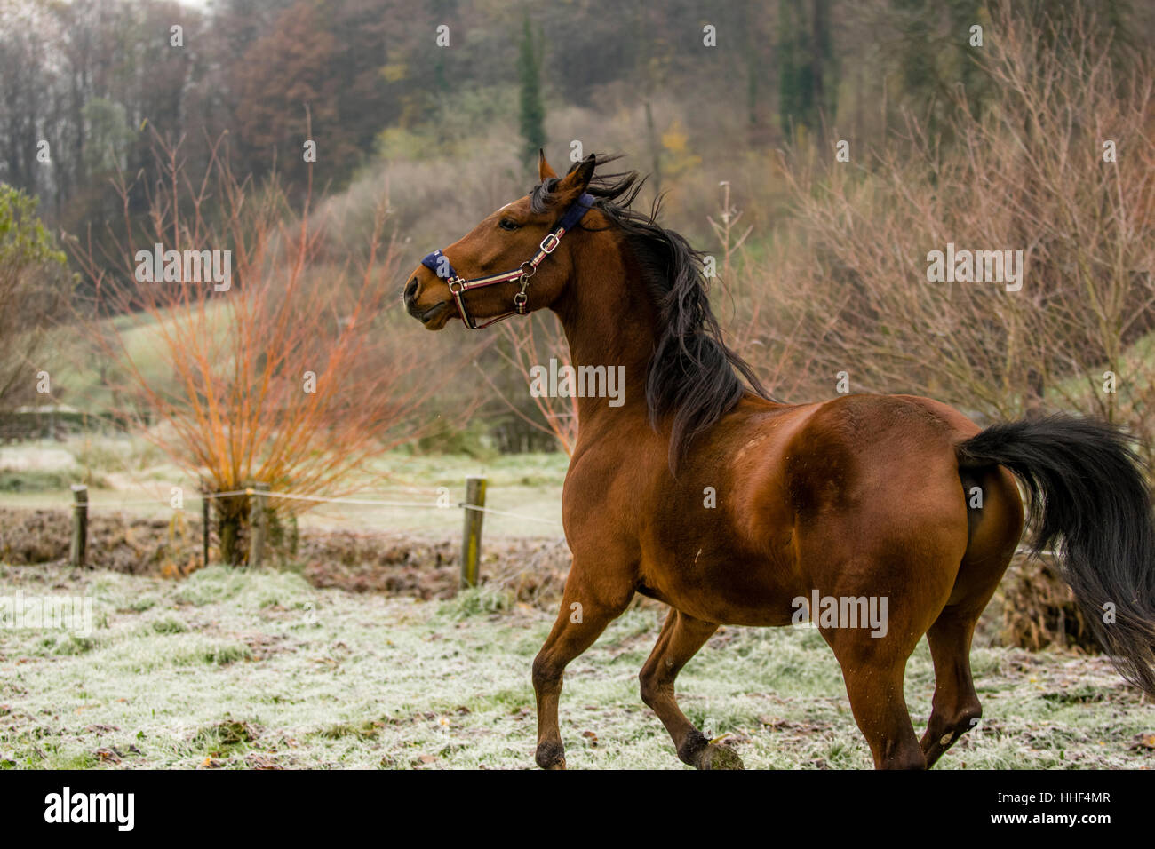 Beautiful horse running on field hi-res stock photography and images ...