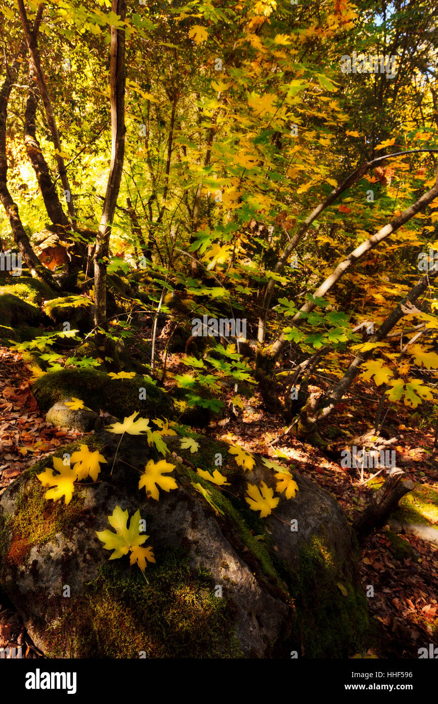 Various Fall foliage in its natural setting Stock Photo - Alamy