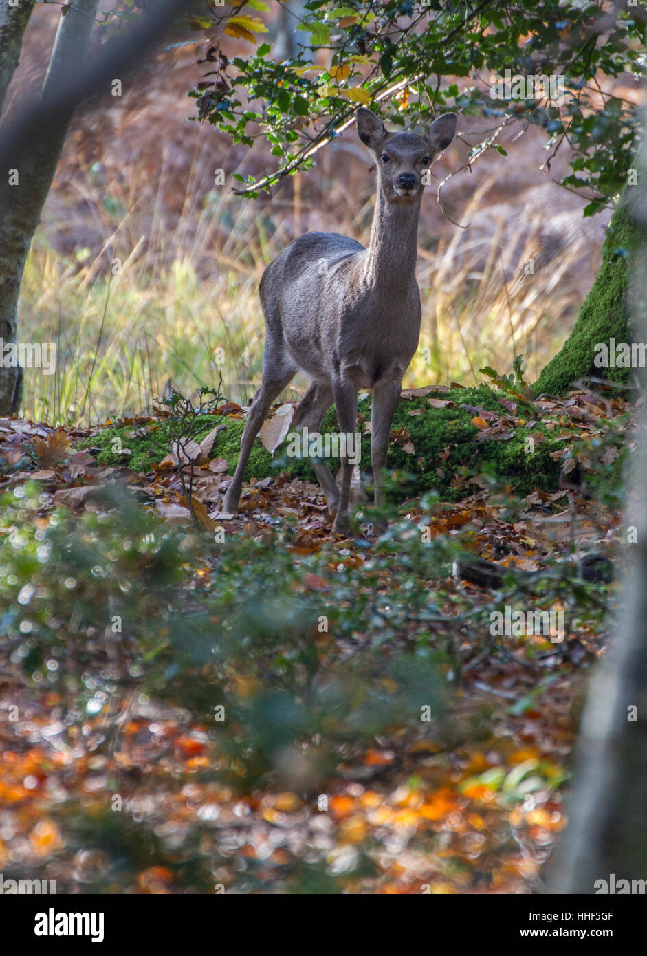 autumn in woods with leaves on ground and alert young deer watching ...